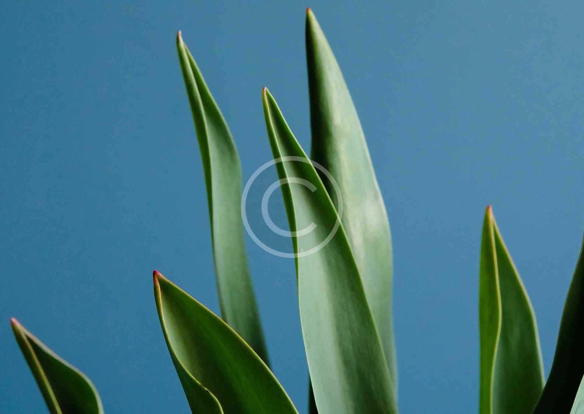 Ultimate Design Course – RootImpex